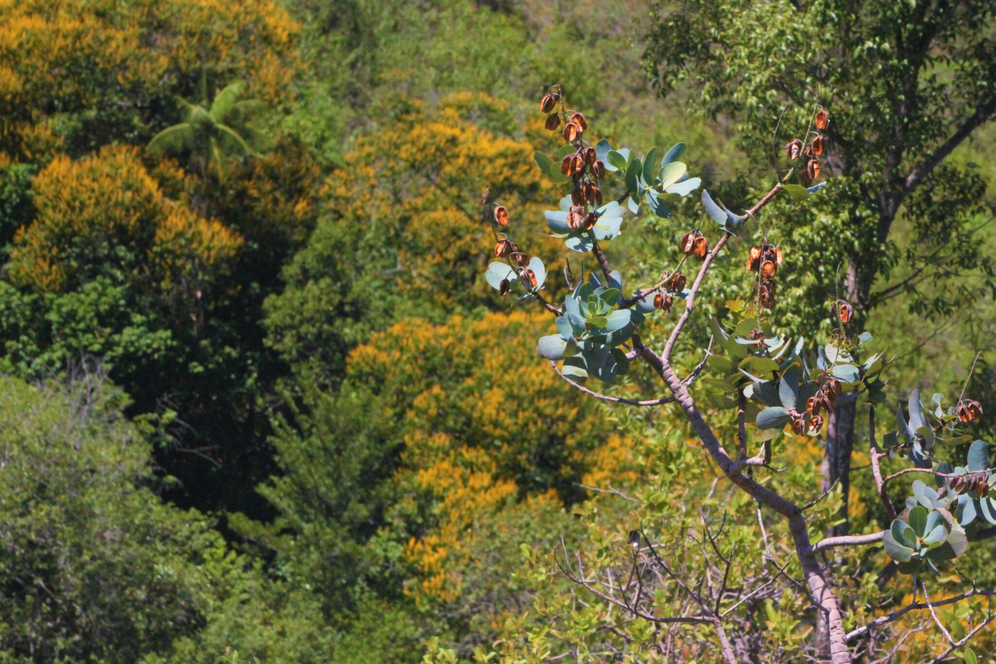 Engenheira ambiental defenderá Cerrado na COP30