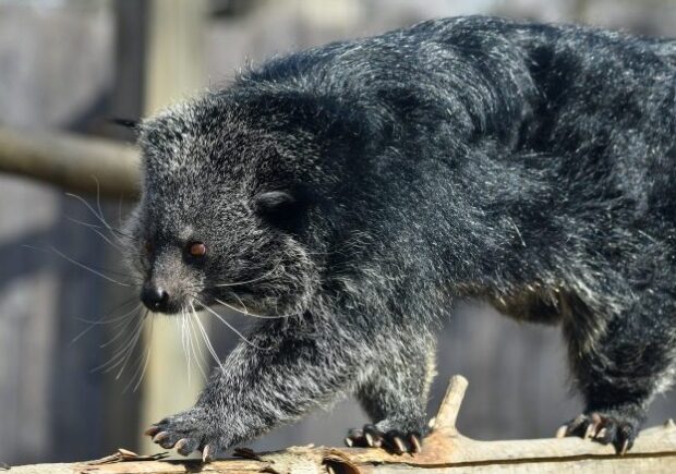 Conheça o binturong, o estranho "urso-gato" que corre o risco de ser ...